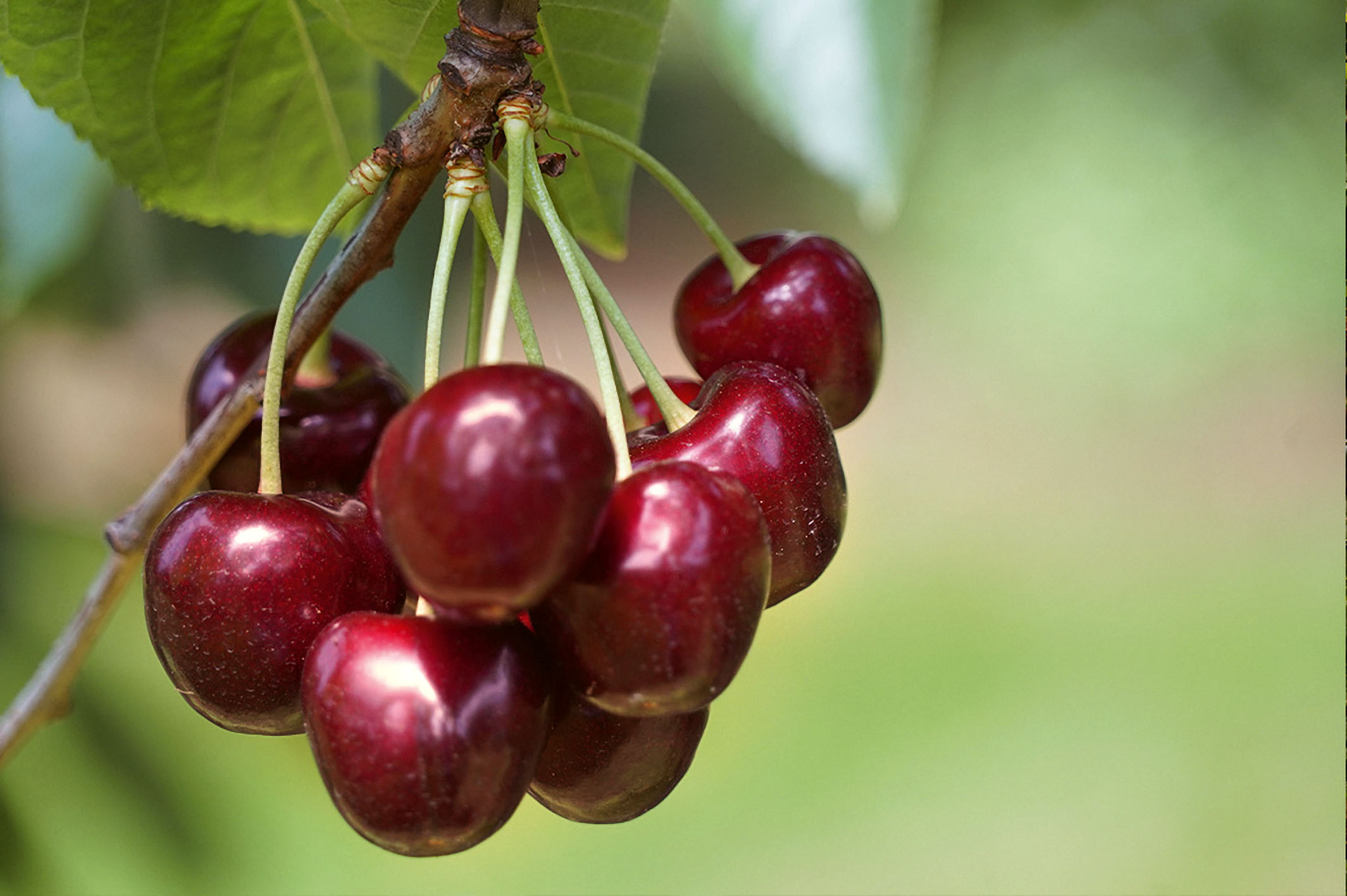 Wieso Schweizer Früchte? - Schweizer Obstverband