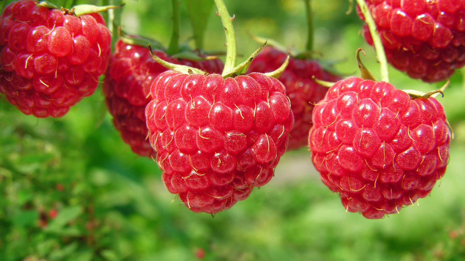 Grande quantité de petits fruits suisses - Fruit-Union Suisse