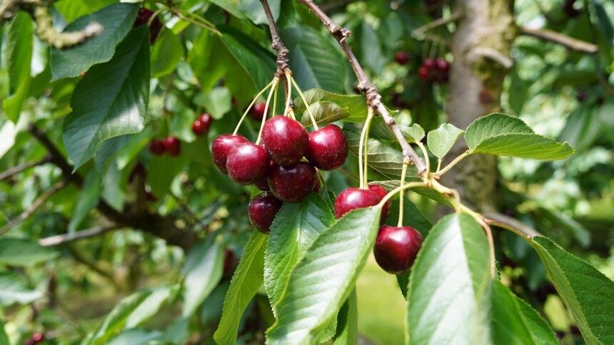 Mehr Schweizer Kirschen als erwartet - Schweizer Obstverband