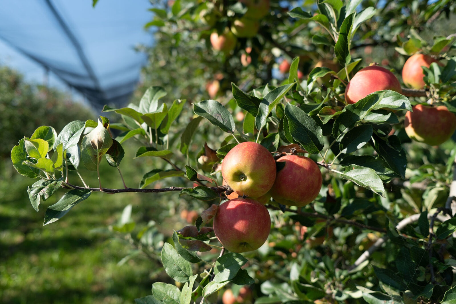 Association - Fruit-Union Suisse