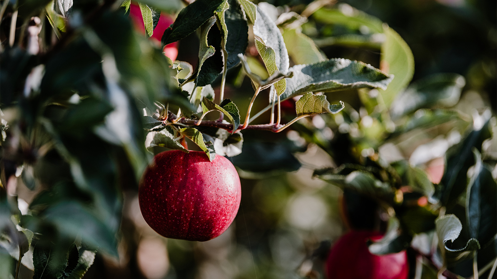 Des fruits à pépins encore plus durables sont prêts à être cueillis ...