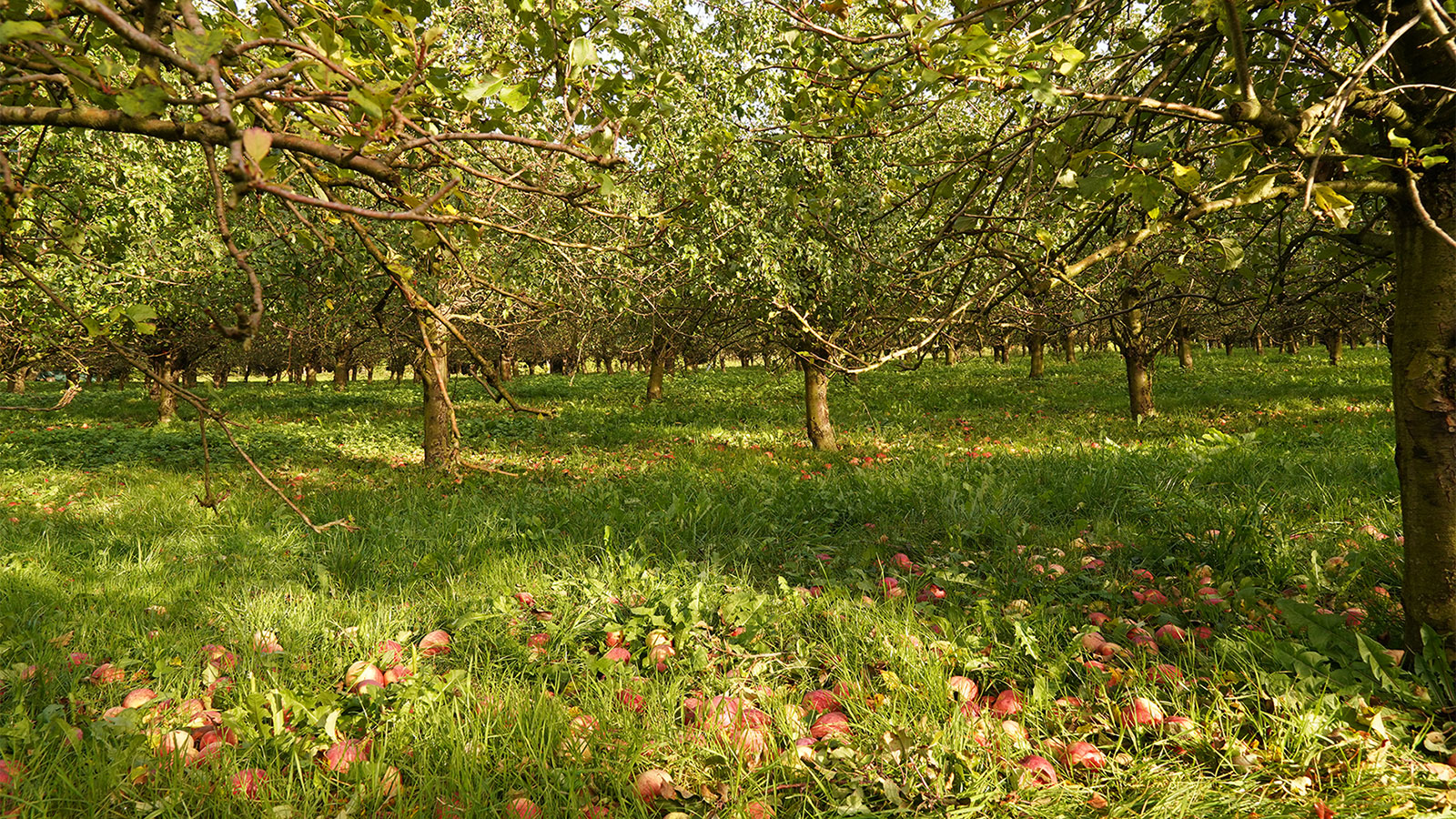 Jus de pomme de bonne qualité malgré un été sec - Fruit-Union Suisse