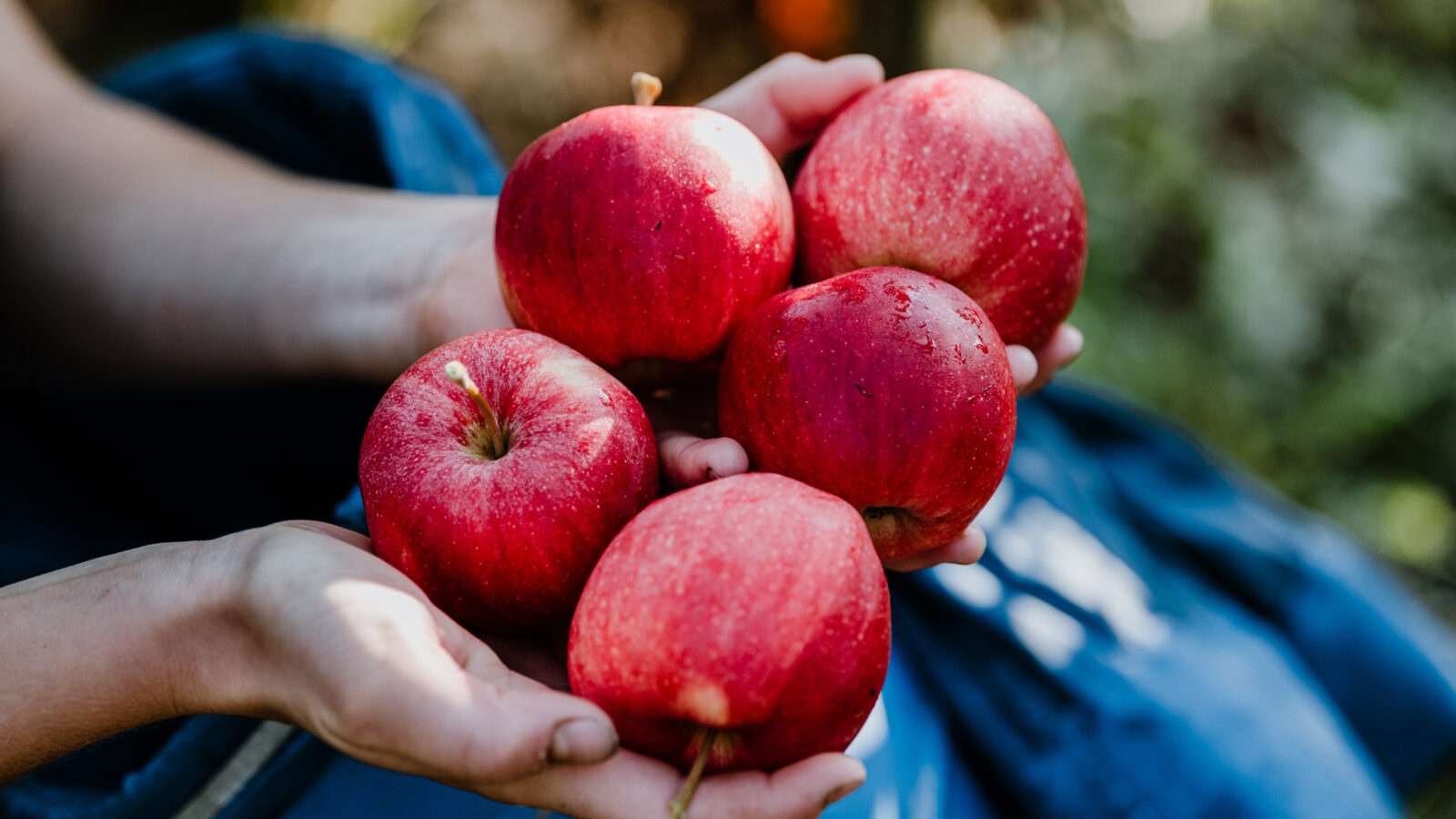 Une arboriculture novatrice - Fruit-Union Suisse