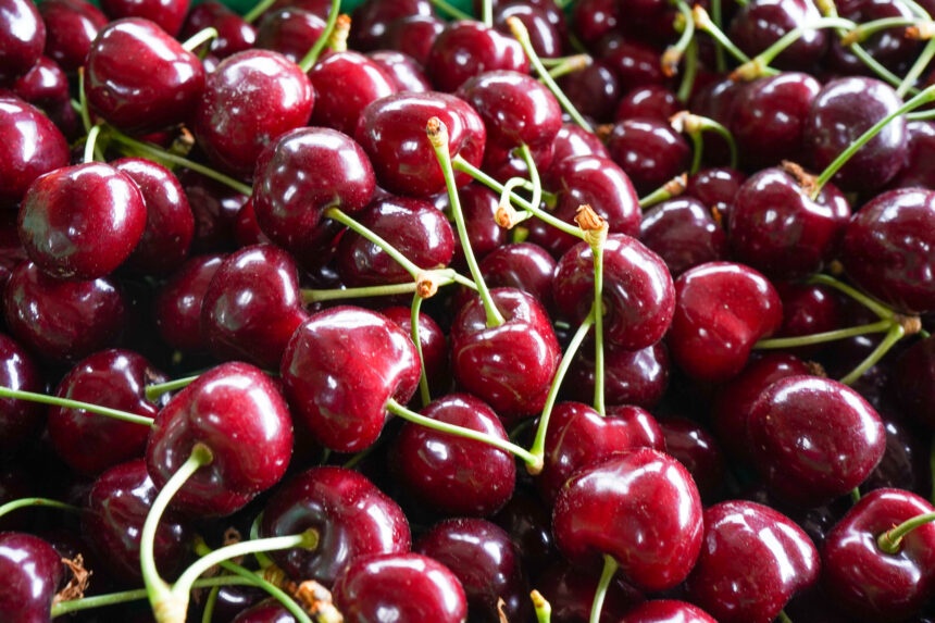 «Schwiizer Chriesi» sind die besten – frisch und knackig - Schweizer ...