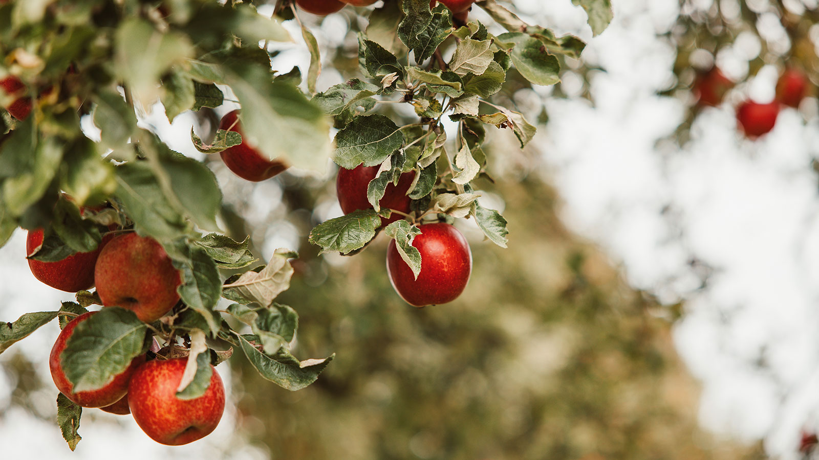 Récolte de fruits à cidre de bonne qualité - Fruit-Union Suisse