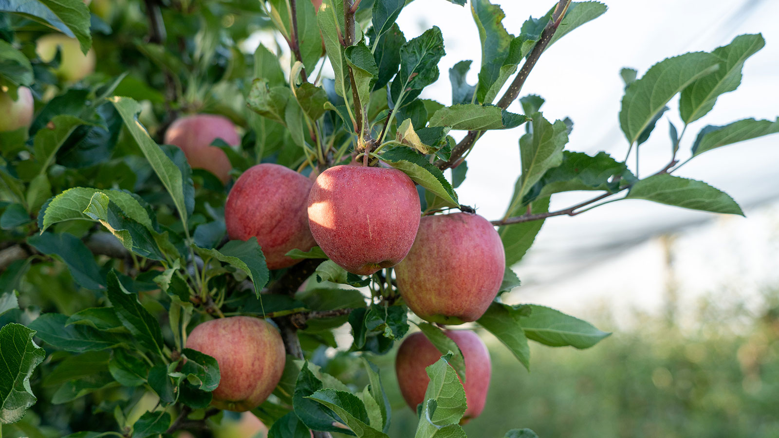 Récolte de fruits à pépins suisses de table inférieure à la moyenne ...