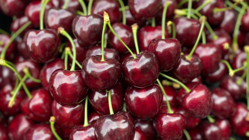 Kordia – die Königin der Kirschen ist nun reif - Schweizer Obstverband